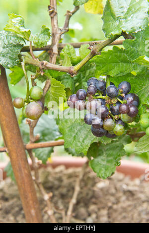 Vitis Vinifera, a new pixie grape vine with ripe grapes to be eaten or ...