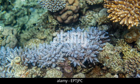red sea corals closeup sharm el sheikh Stock Photo - Alamy