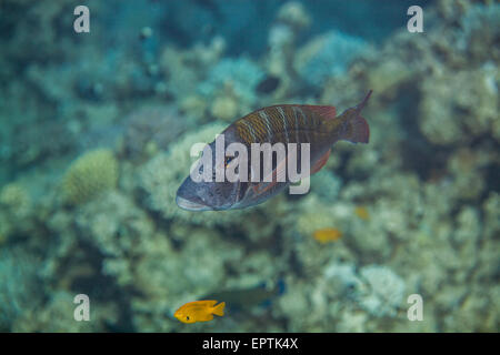 Sky Emperor Fish (Lethrinus mahsena). Egypt, Red Sea Stock Photo - Alamy