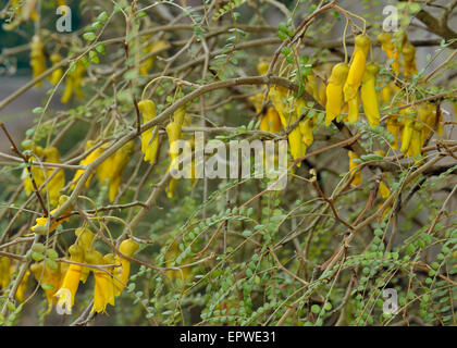 Sophora tetraptera Large-leaved Kowhai Taupo Kowhai (New Zealand ...