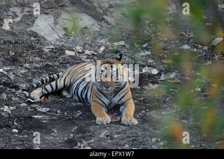 Male tiger T24 or Ustad in a dry stream bed in Ranthambhore Tiger ...