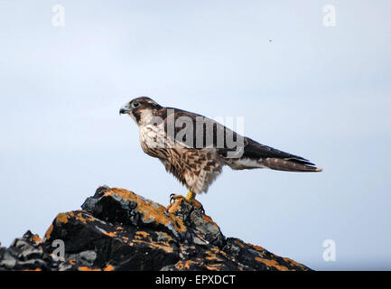 Peregrine Falcon perched on a rock Stock Photo - Alamy
