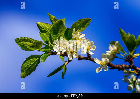 Prunus domestica Czar flowers Stock Photo - Alamy