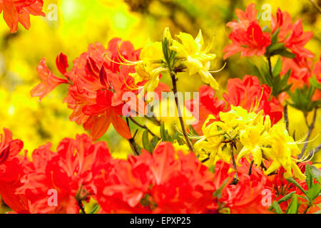 Rhododendron luteum yellow and orange Azaleum mollis Stock Photo - Alamy