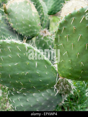 Close up of a Prickly Pear Cactus, Badlands, Drumheller, Alberta ...