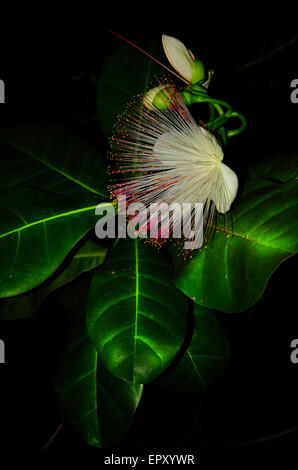 Flower of Barringtonia asiatica, Fish Poison Tree, Sea Poison Tree ...