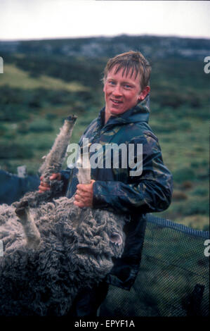 sheep flock,The Falkland Islands (British Overseas Territory), in the ...