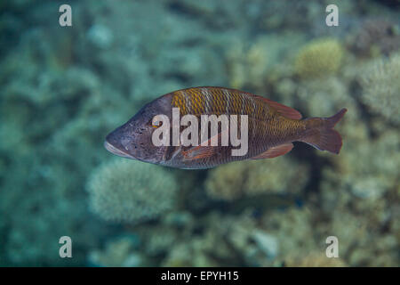 Sky Emperor Fish (Lethrinus mahsena). Egypt, Red Sea Stock Photo - Alamy