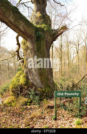 Savernake Forest Ancient Oak Trees Wiltshire England Stock Photo - Alamy