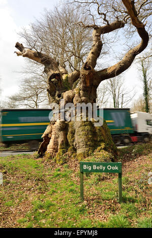 A lorry passing the Big Belly Oak, beside the A346 road near ...