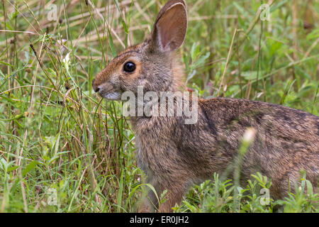 Swamp Rabbit, Sylvilagus aquaticus Stock Photo - Alamy