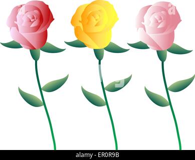 Roses. Set of three pink rose flowers isolated on a white background ...