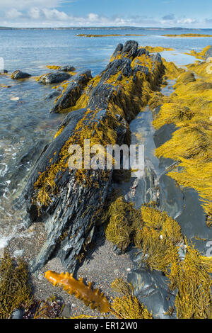 Image of the coastal sedimentary rocks in Blue Rocks, Nova Scotia Stock ...