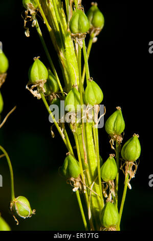 Beargrass in seed, Selway-Bitterroot Wilderness, Nez Perce National ...