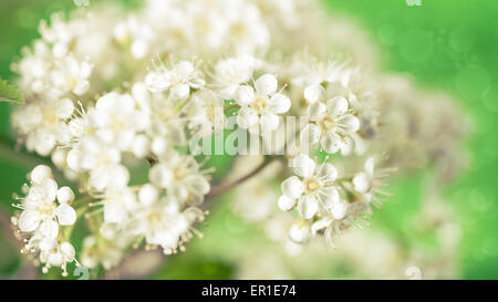 Rawan flowers, abstract floral backgrounds for your design Stock Photo ...