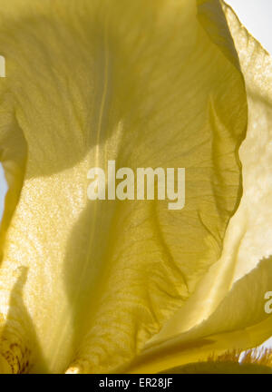 flowers in spring, with colorful backgrounds Stock Photo - Alamy