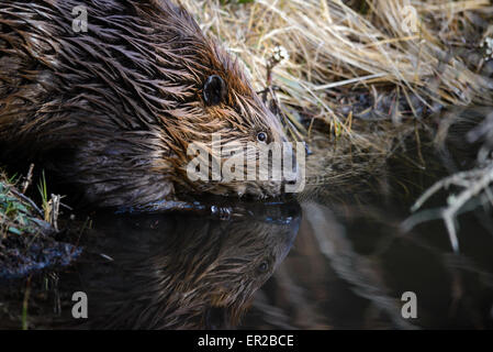A wild Canadian beaver entering the water from a spit of land in a ...