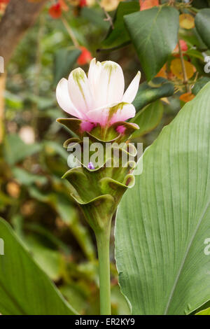 PLANT CURCUMA in bloom Stock Photo - Alamy