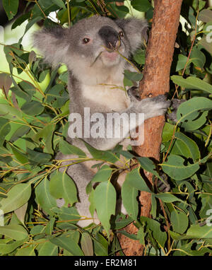 Koala sleeping in gum tree Stock Photo - Alamy