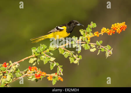 Scott's Oriole Icterus parisorum Santa Rita Mountains, Pima County ...