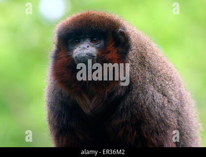 Red Titi or Red Titi Monkey (Callicebus cupreus Stock Photo - Alamy