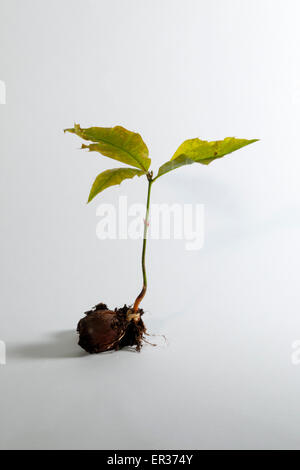 Oak tree sapling with roots and leaves coming from the acorn, on a ...