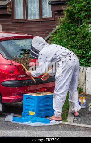 A native Honey Bee swarm of up to 5000 on the back of a car Stock Photo ...