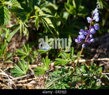 Endangered Karner Blue Butterfly. Endangered Karner Blue Butterfly ...