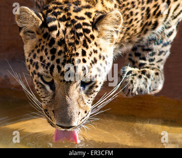 Leopard in South-Africa Stock Photo - Alamy