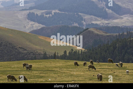 Yugur Autonomous County Of Sunan, Gansu, CHN. 9th May, 2015. Yugur ...