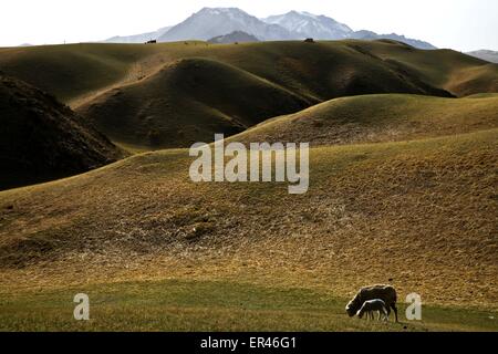 Yugur Autonomous County Of Sunan, Gansu, CHN. 9th May, 2015. Yugur ...