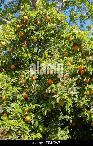 Orange mandarin on the tree. Ripe tangerine Stock Photo - Alamy
