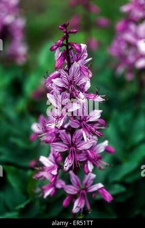 Pink Gas Plant Dictamnus albus 'Purpureus' close up flower Vein Veins ...