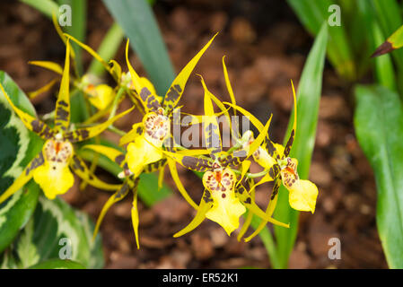 greenhouse Orchids orchid name from Greek testicle orchidaceae flora ...