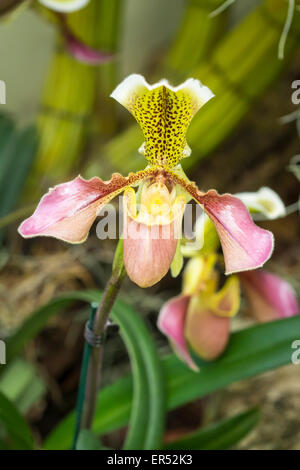 greenhouse Orchids orchid name from Greek testicle orchidaceae flora ...