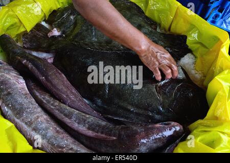 Lenguado fish - Port in PUERTO PIZARRO. Department of Tumbes .PERU ...