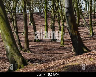 Beech trees at Tandle Hill Country Park, Royton, Oldham, UK Stock Photo ...