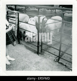 The Zoo, Southampton, Hampshire Stock Photo - Alamy