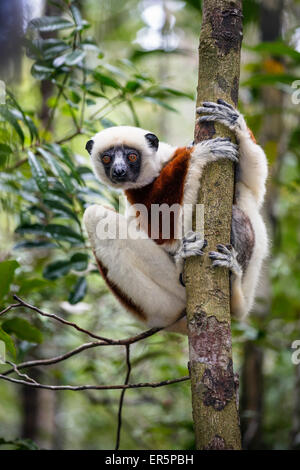 Coquerels sifaka (propithecus coquereli) climbing tree, Antananarivo ...