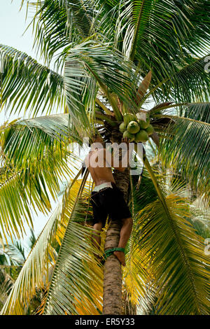 professional climber on coconut treegathering coconuts with rope Stock ...