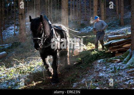 Forest worker and logging horse doing forest work, Volders, Tyrol ...