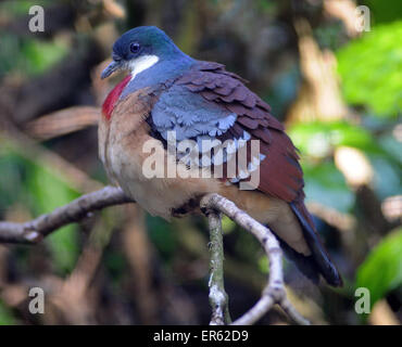 Mindanao bleeding-heart (Gallicolumba criniger), Bartlett's Dagger ...