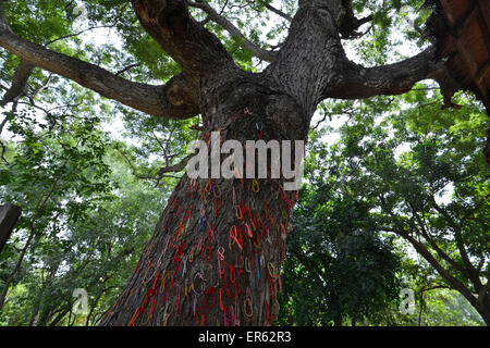 A tree where prisoners were beaten at the Choeung Ek genocide memorial ...
