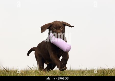 A young chocolate Labrador Retriever with a toy Stock Photo - Alamy