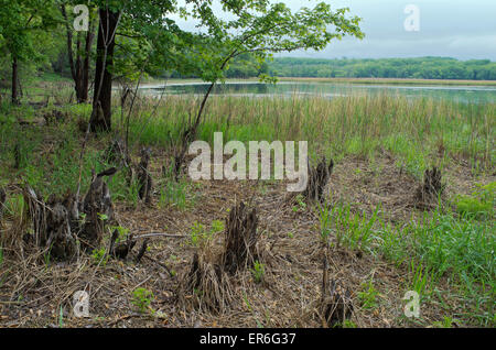 minnesota valley wildlife refuge along waters of gun club lake and ...