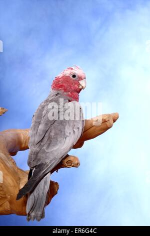 Rose breasted cockatoo bird Eolophus roseicapilla is also known as the ...