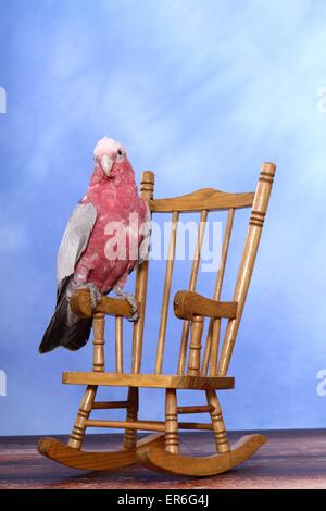 Rose breasted cockatoo bird Eolophus roseicapilla is also known as the ...