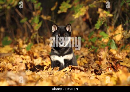 Shiba Inu Puppy Stock Photo - Alamy