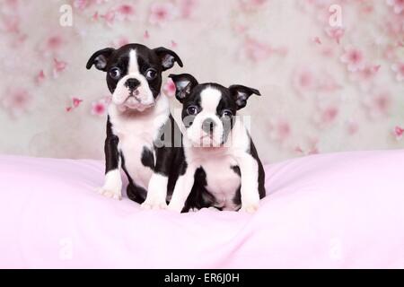 Two cute young puppies Boston Terrier dogs, also called Boston Bulls ...
