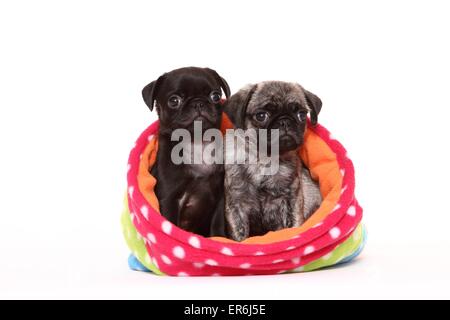 Two little white puppies of the breed White Swiss Shepherd go into the ...